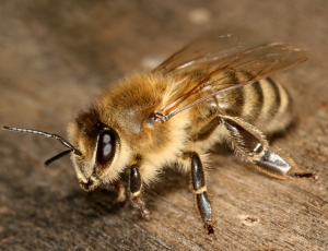 NJ Facts and Symbols | Find Fun Facts About The Garden State